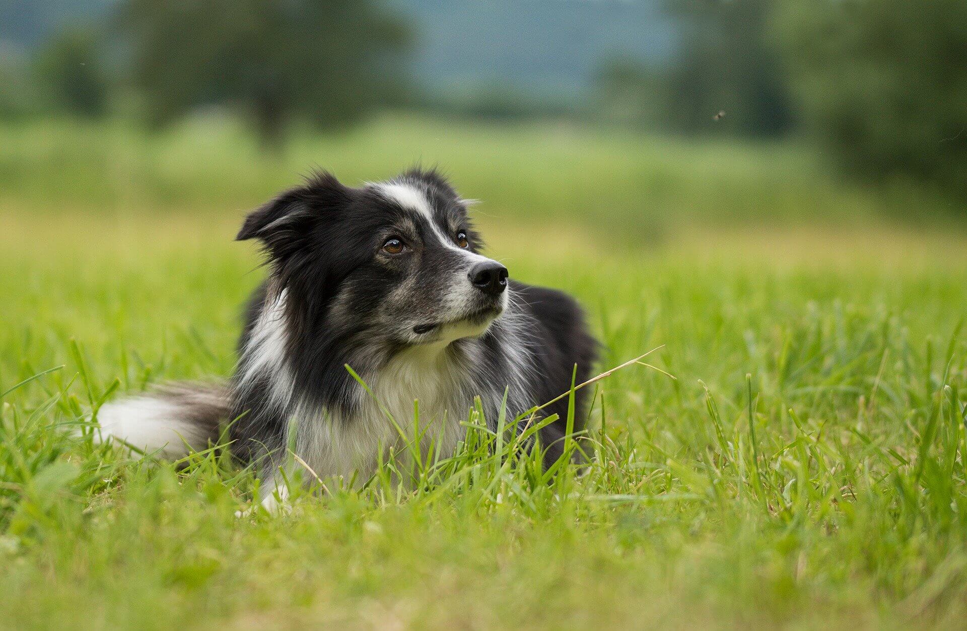 How To Qualify For An Emotional Support Dog In The U K how-to-qualify-for-an-emotional-support-dog-in-the-u-k